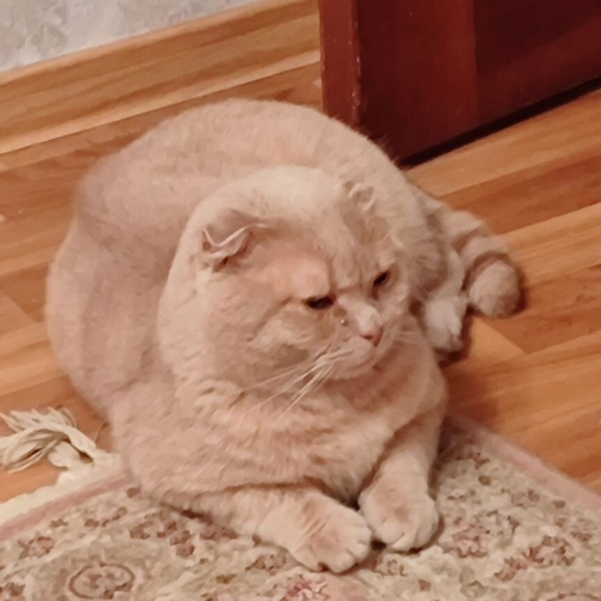 Кот вислоухий в добрые руки