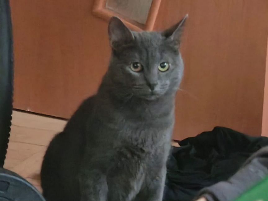 Кот Филипп