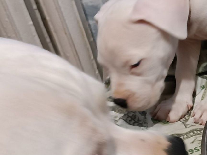 Щенки аргентинского дога