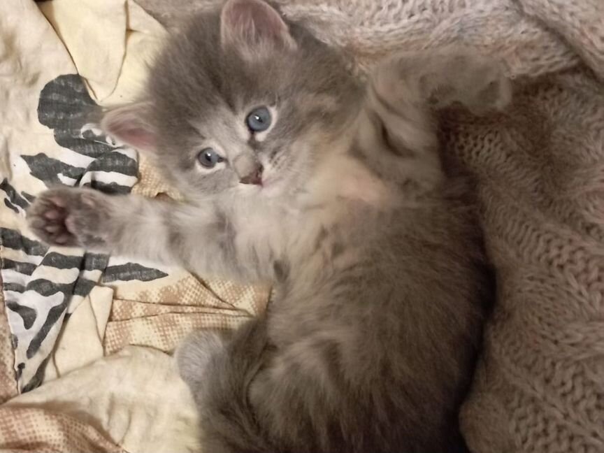 Отдам котят в добрые руки