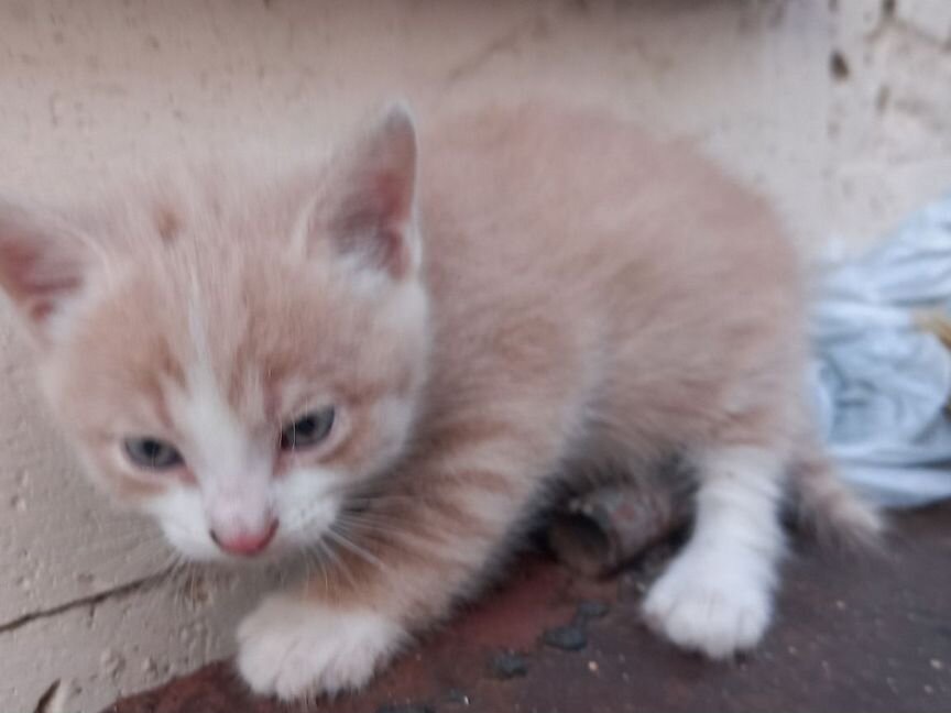 Кошка