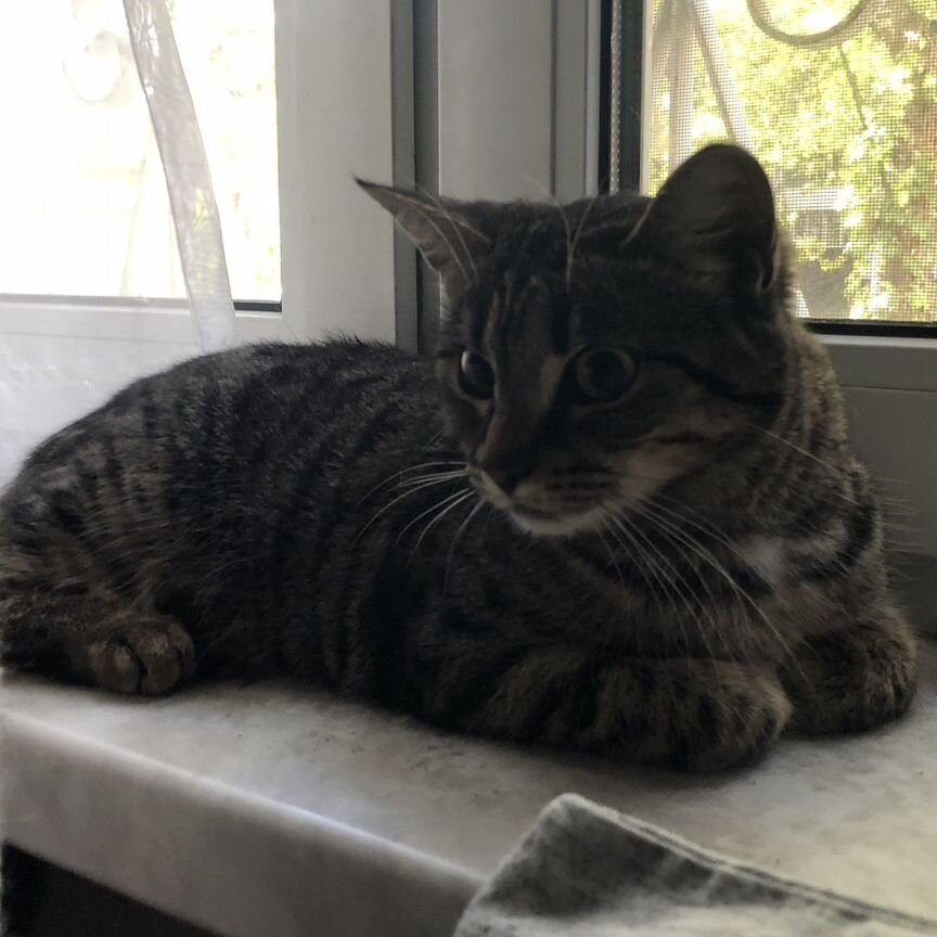 Кошка