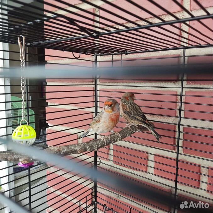 Агат красный мозаик. Пара