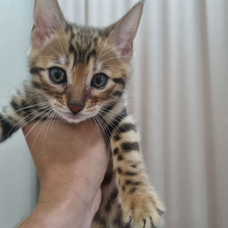 Котенок бенгал