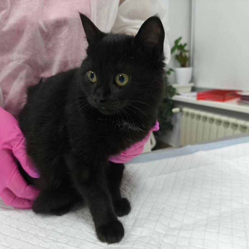 Котенок мальчик. В добрые руки. Бесплатно