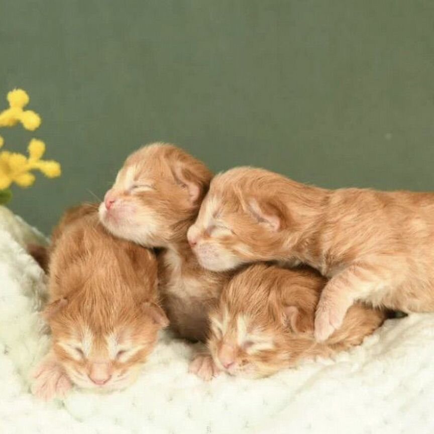 Котята курильский бобтейл