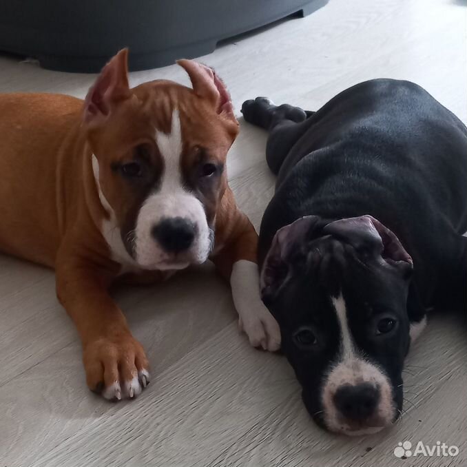 Шикарные девочки Амстаффтерьера