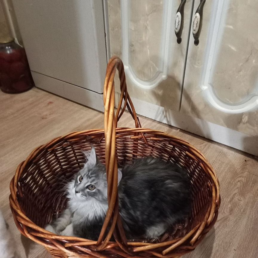 Котята мейн-кун