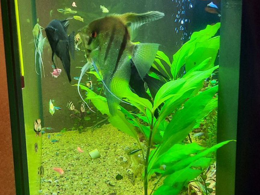 Аквариумные рыбки