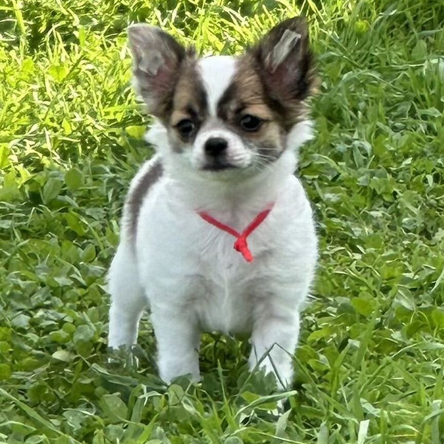 Щенок чихуахуа девочка длинношерстная