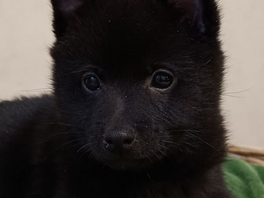 Щенок схипперке