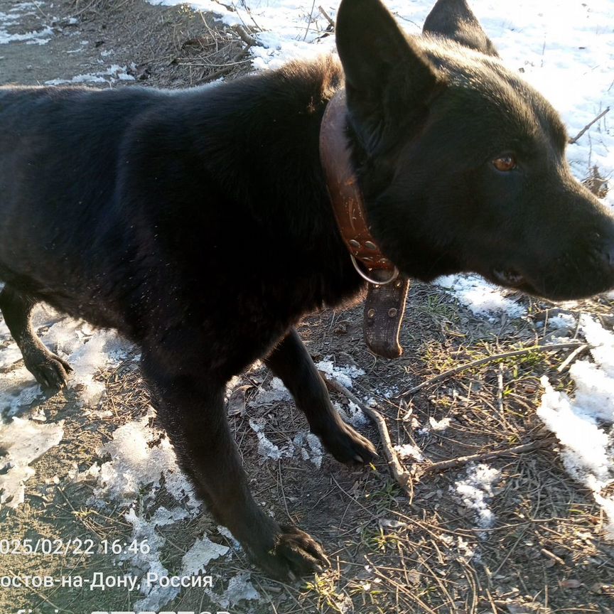 Немецкая овчарка в добрые руки