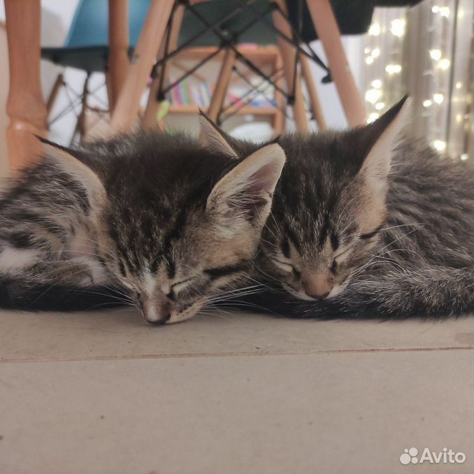 Котята мальчишки ищут дом