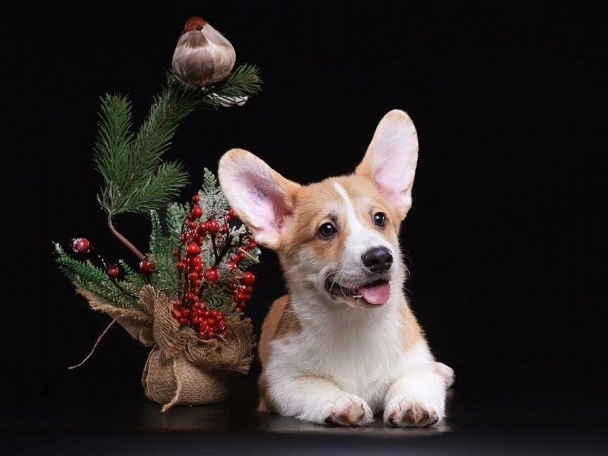 Щенки корги новогодние коржики