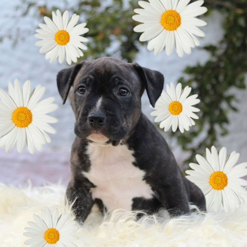 Щенки стаффтерьера