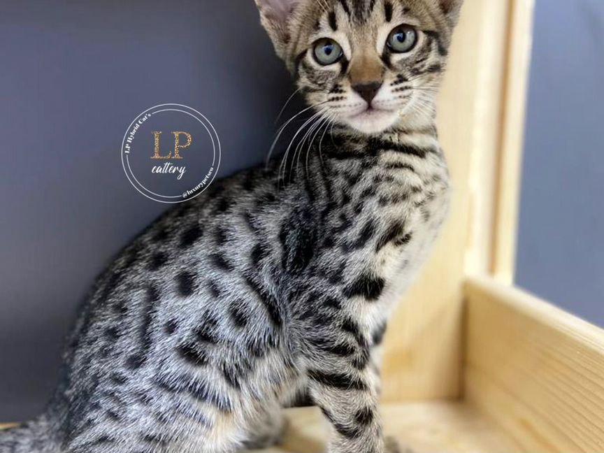 Саванна ф6 - Savannah F6