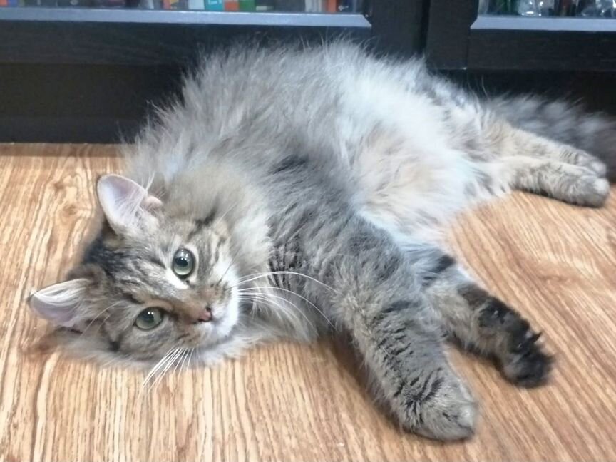 Котик ищет дом