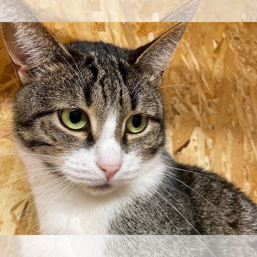 Взрослая кошка в добрые руки