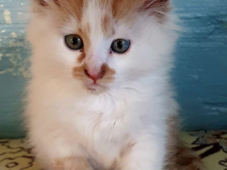 Кошечка ищет свою хозяйку