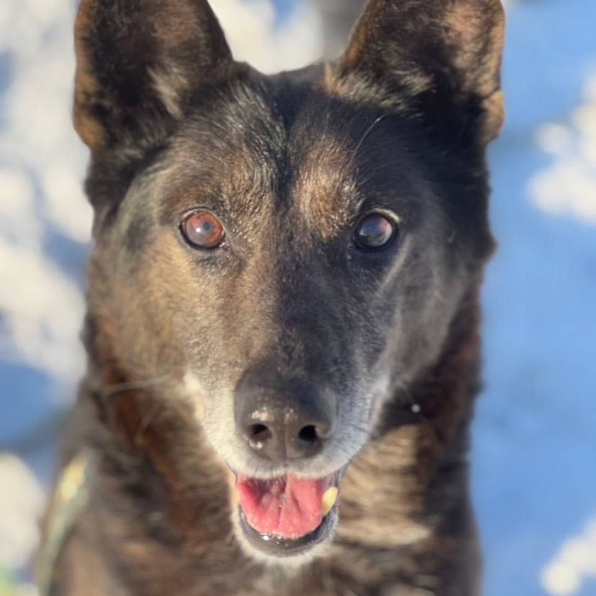 Собака в добрые руки