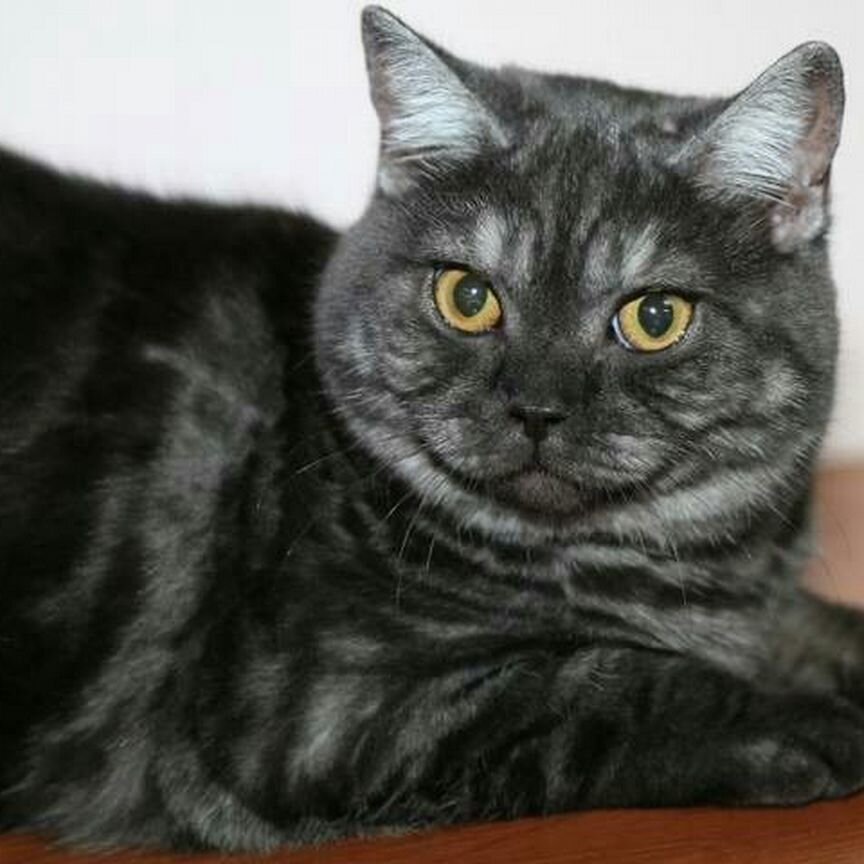 Красавчик тюф черный дым 2 года