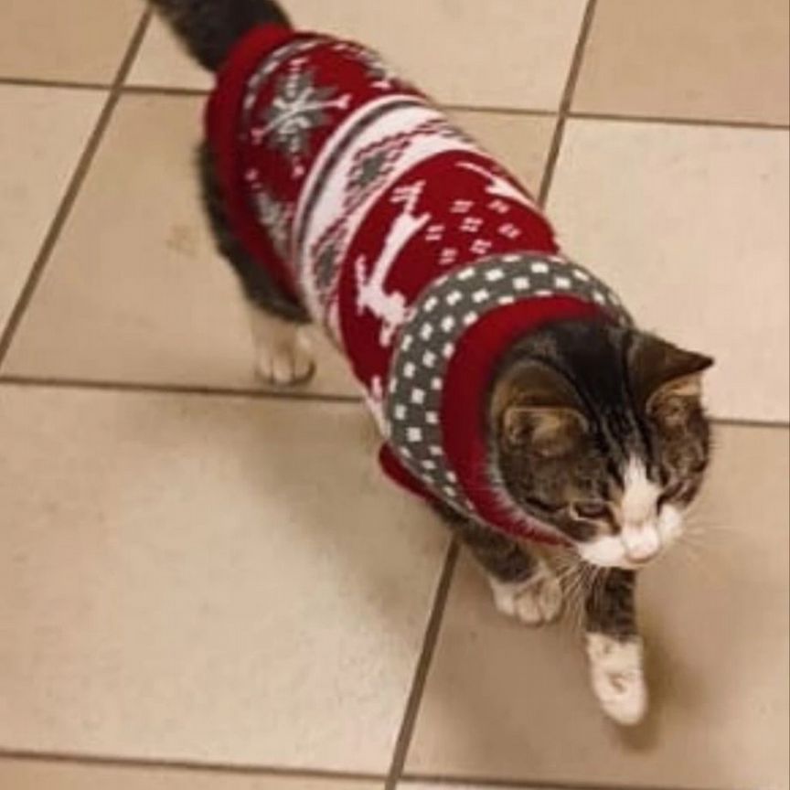 Молодой котик ищет любящую семью)