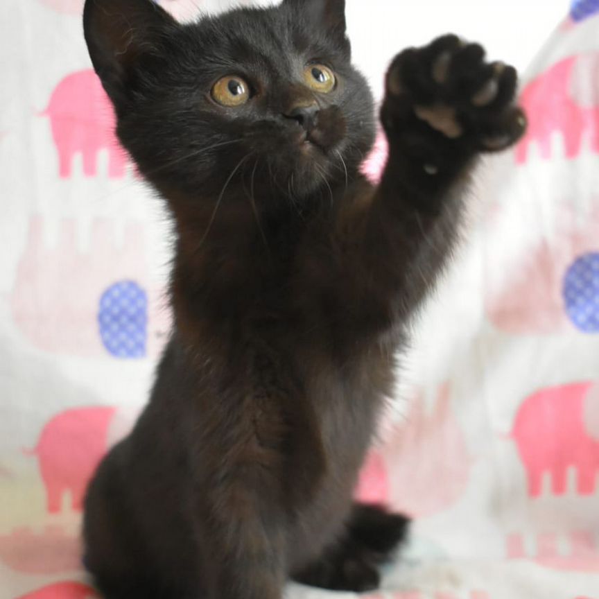 Котенок девочка
