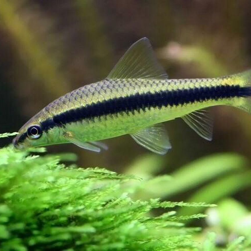 Аквариумные рыбки