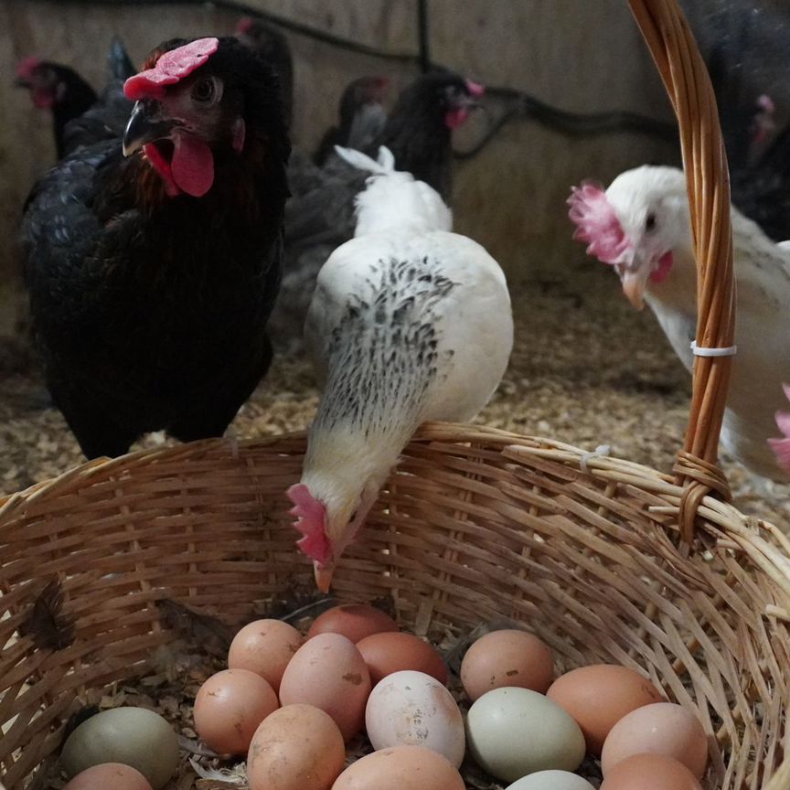 Куры бройлеры живым весом