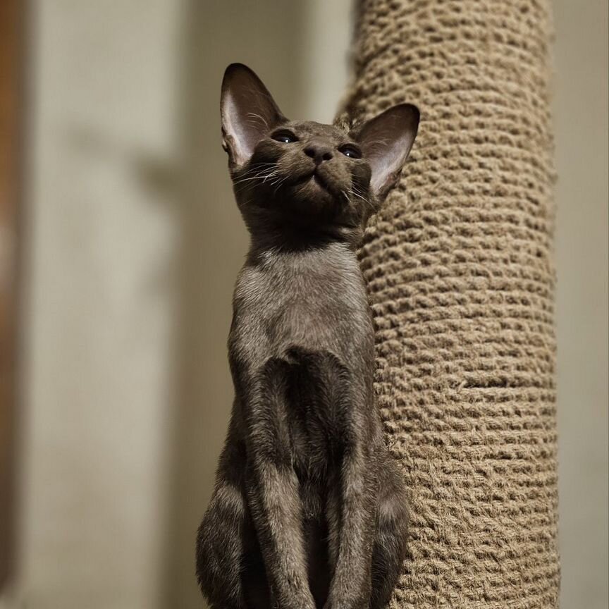 Улыбающийся котик орик