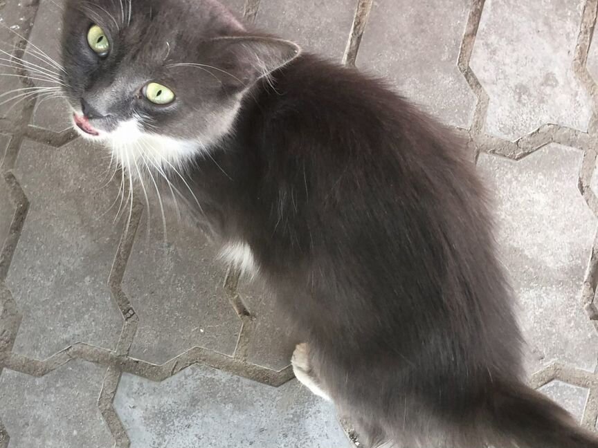 Котик ищет надежных хозяев