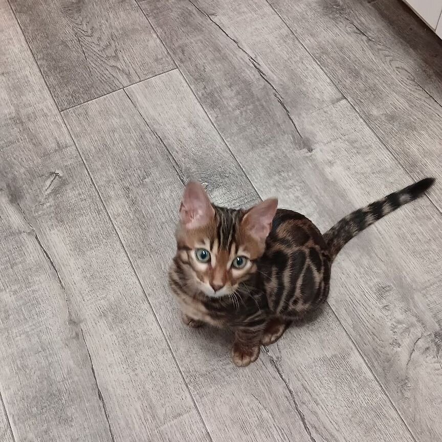 Продам Бенгальского кота