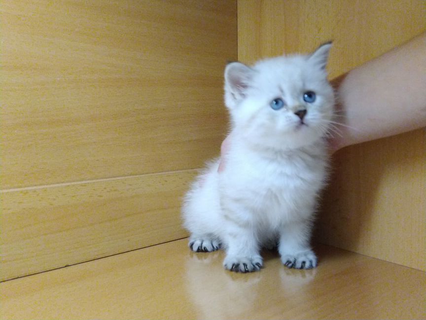 Шотландский котенок