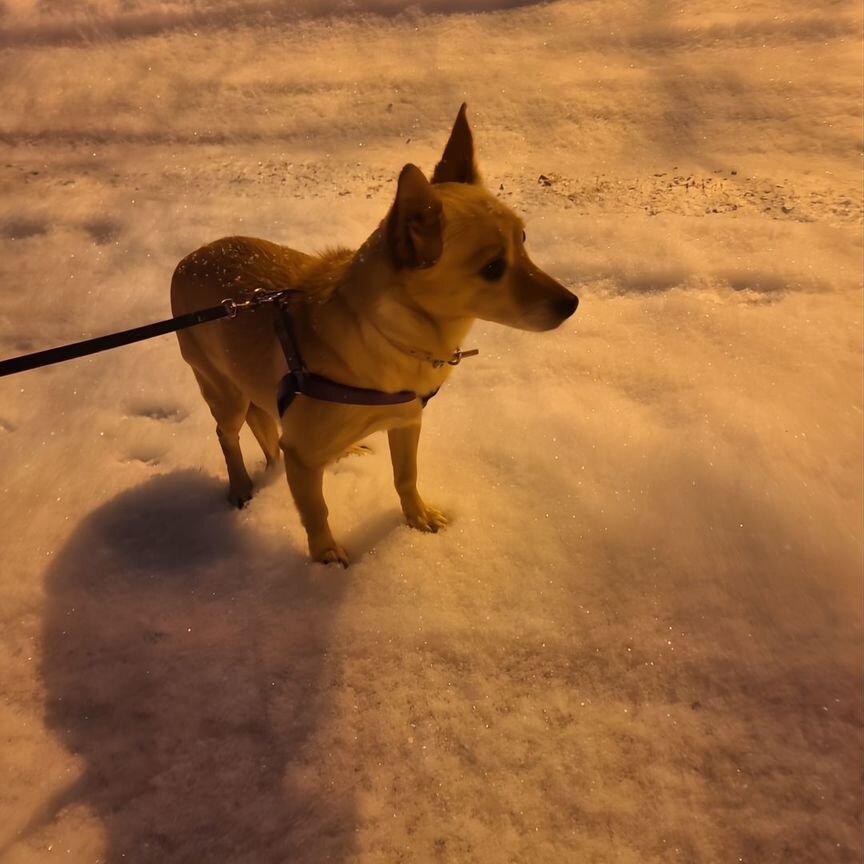 Взрослая собака в добрые руки