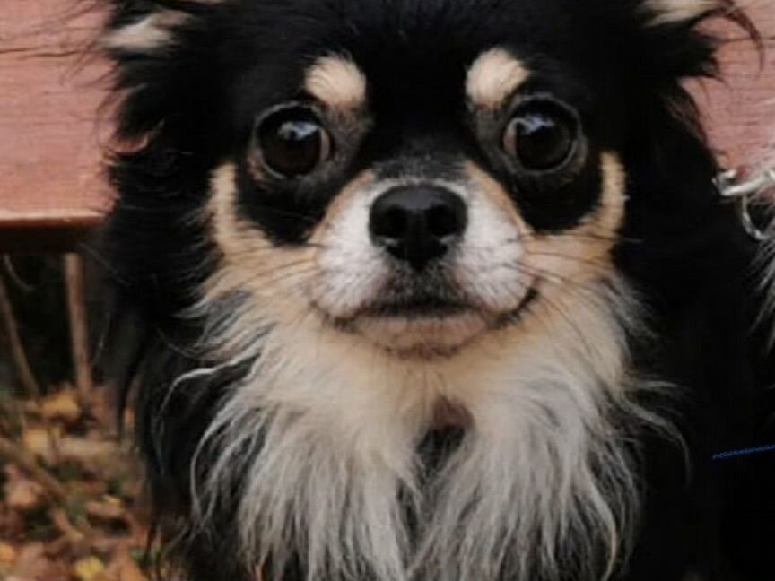 Чихуахуа взрослая девочка - 3 года