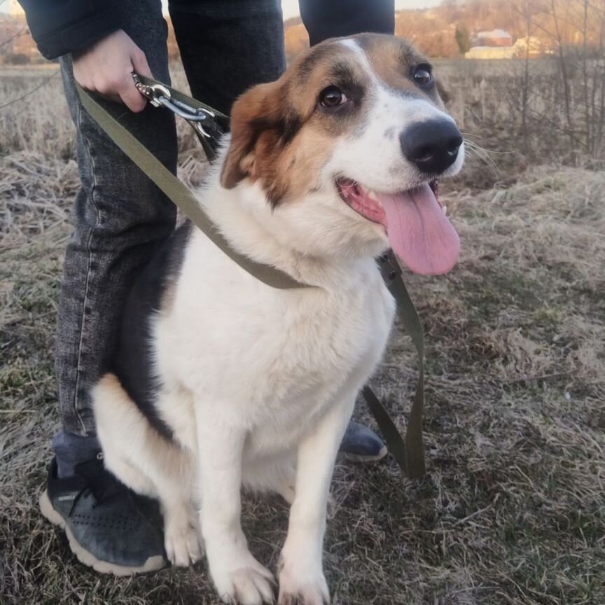 Щенок в добрые руки