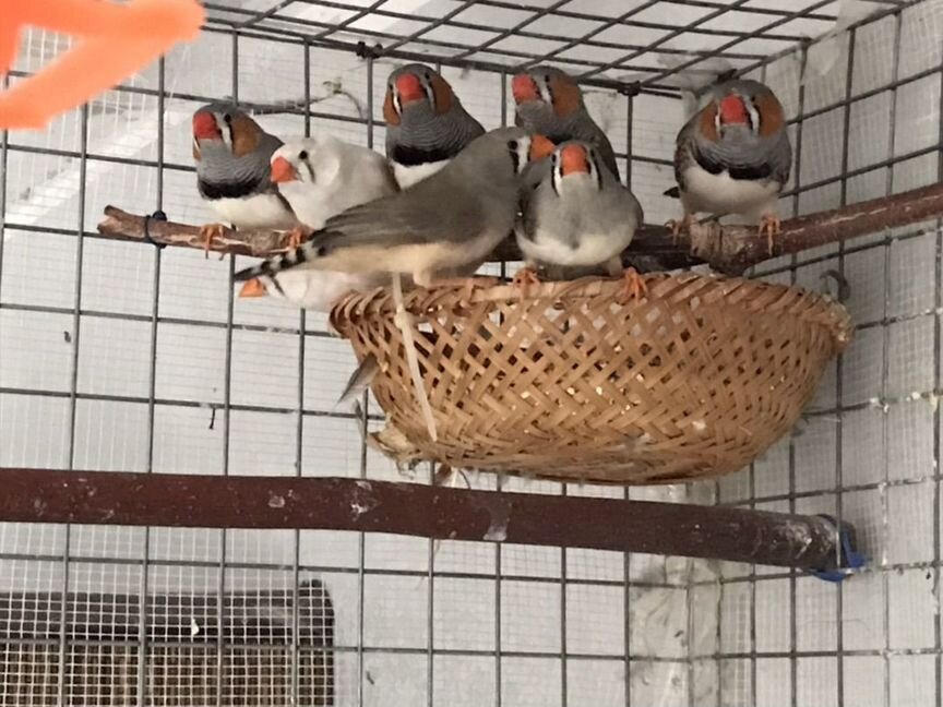 Амадины Зебровые