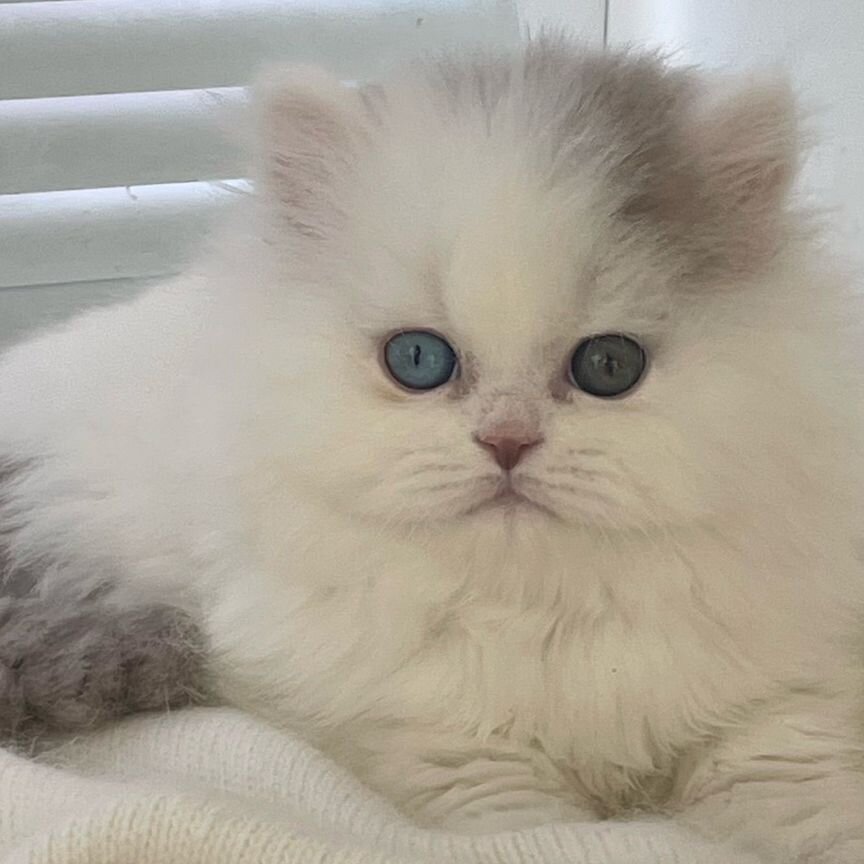 Британский длинношёрстный котёнок