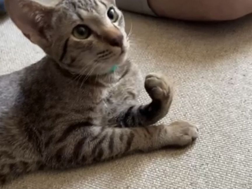 Кот