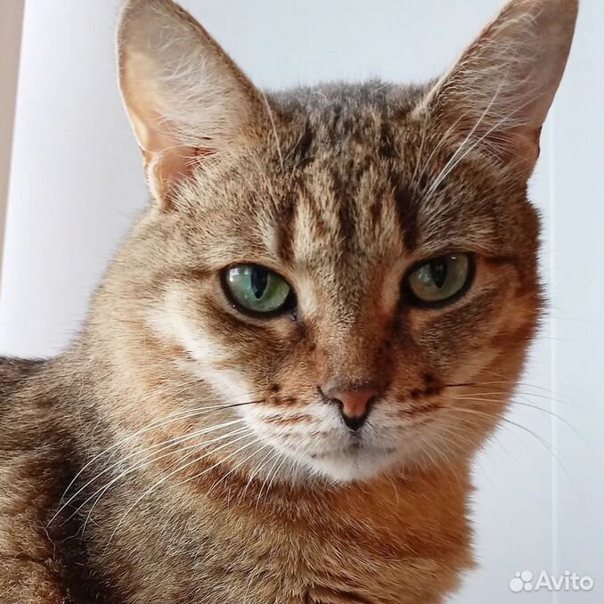 Кошка Джулия из приюта в дар