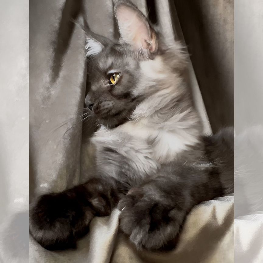 Котята мейн-кун