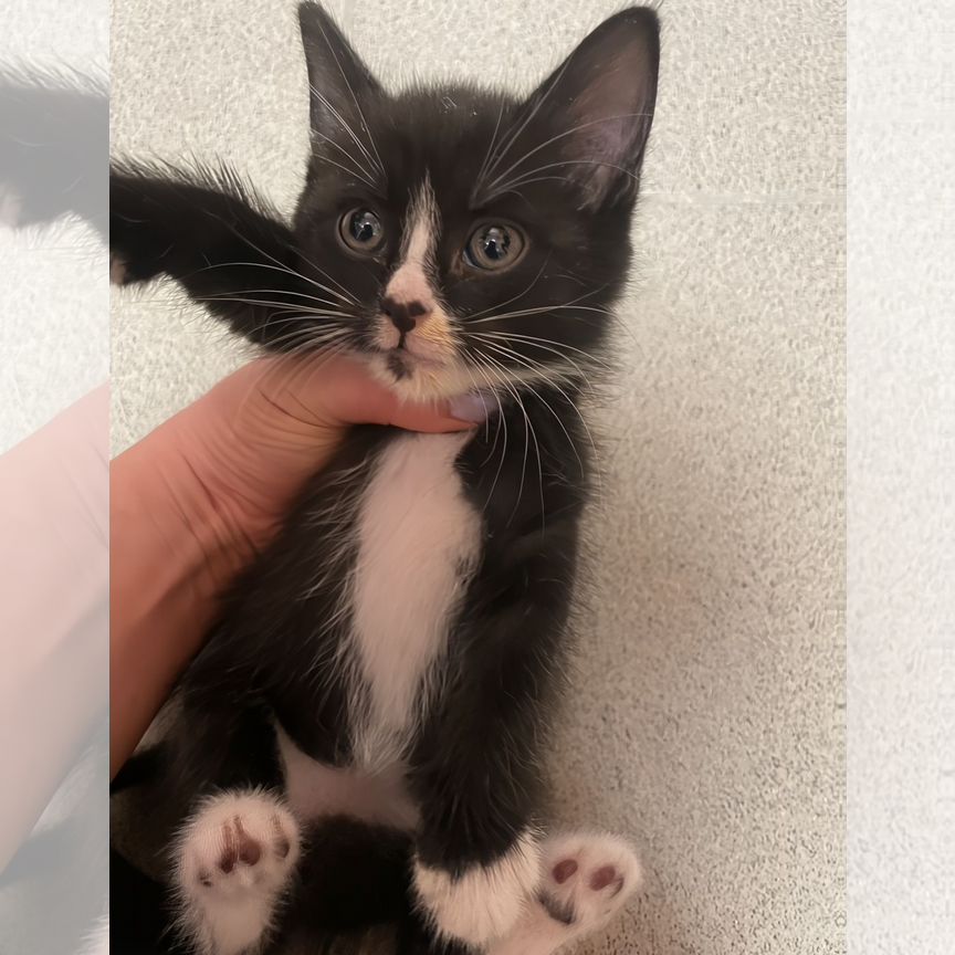 Котёнок в добрые руки