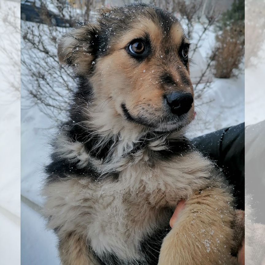 Щенок в добрые руки