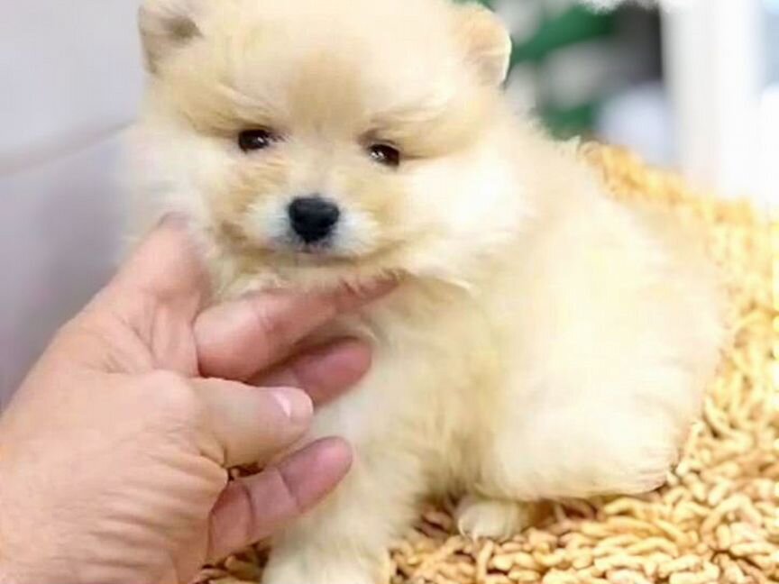 Мальчик Померании красавчик