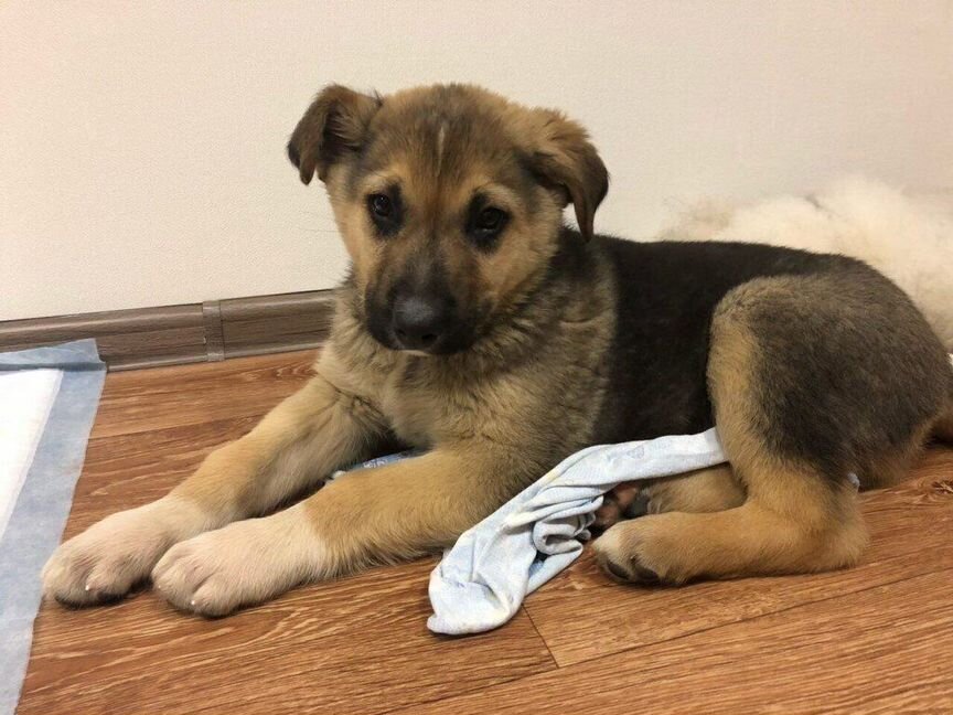 С собакой двор лучше Забирайте прекрасного щеночка