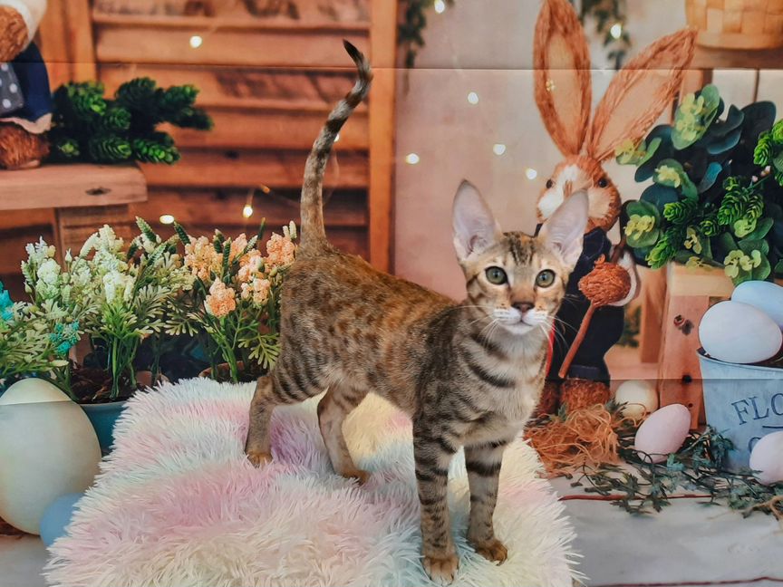 Ориентальная шоколадная черепаховая споттедная