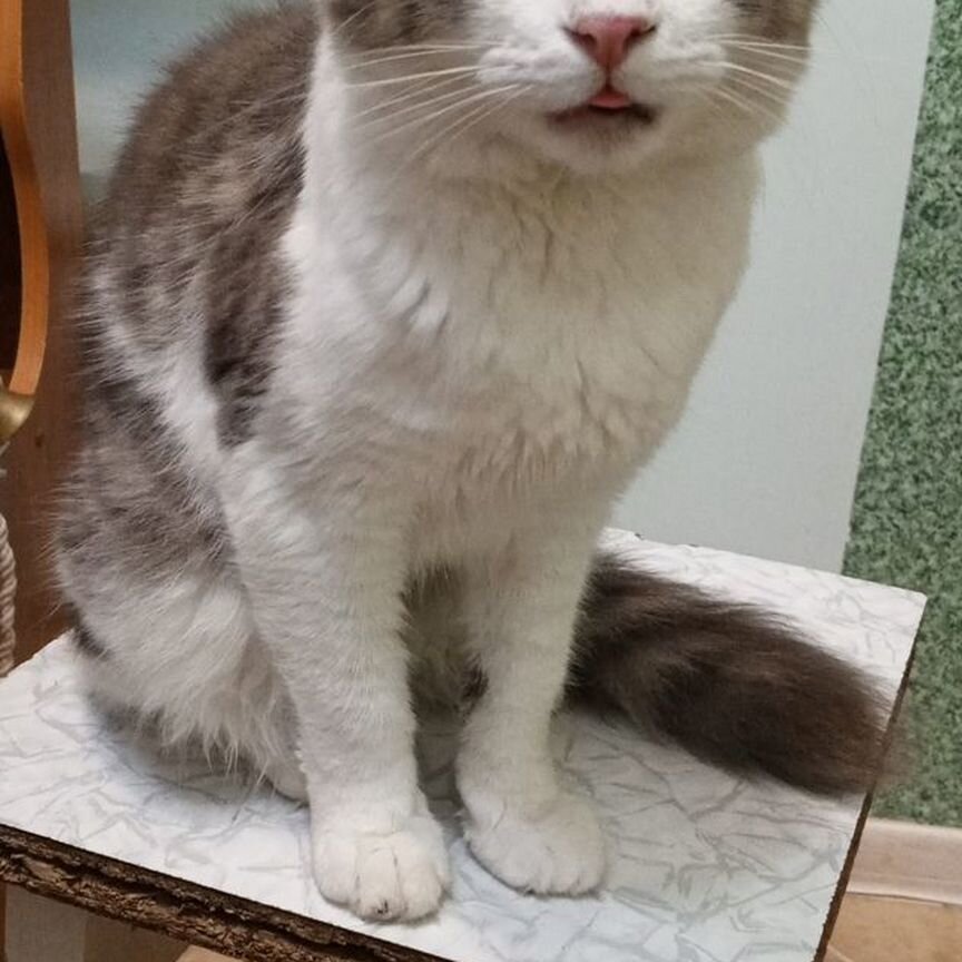 Кот крупный