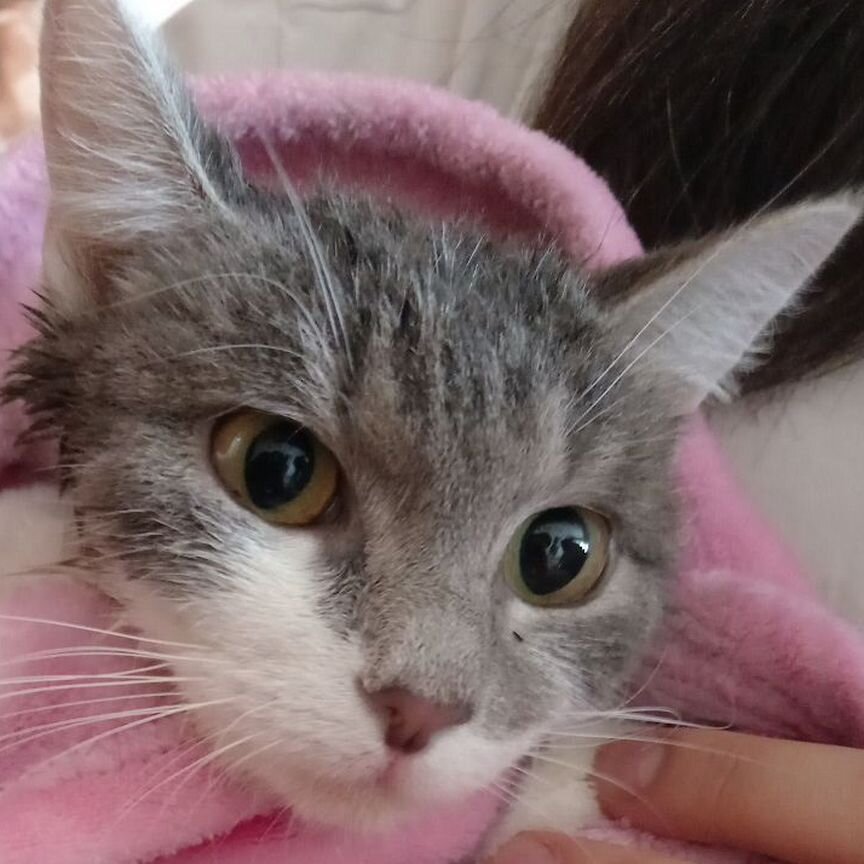 Кошечка пол года