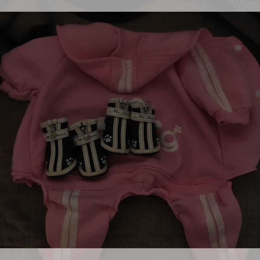 Одежда для маленьких пород собак