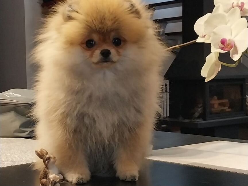 Шпиц к новому году